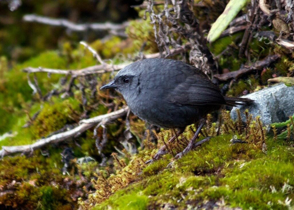 An epic year for Scytalopus! - Birds of the World