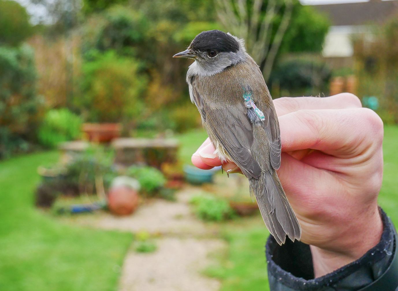 How bird feeders shape patterns of migration and ecomorphology in the ...