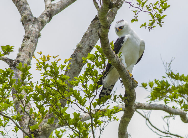 A comprehensive review of the endangered Black-and-chestnut Eagle ...