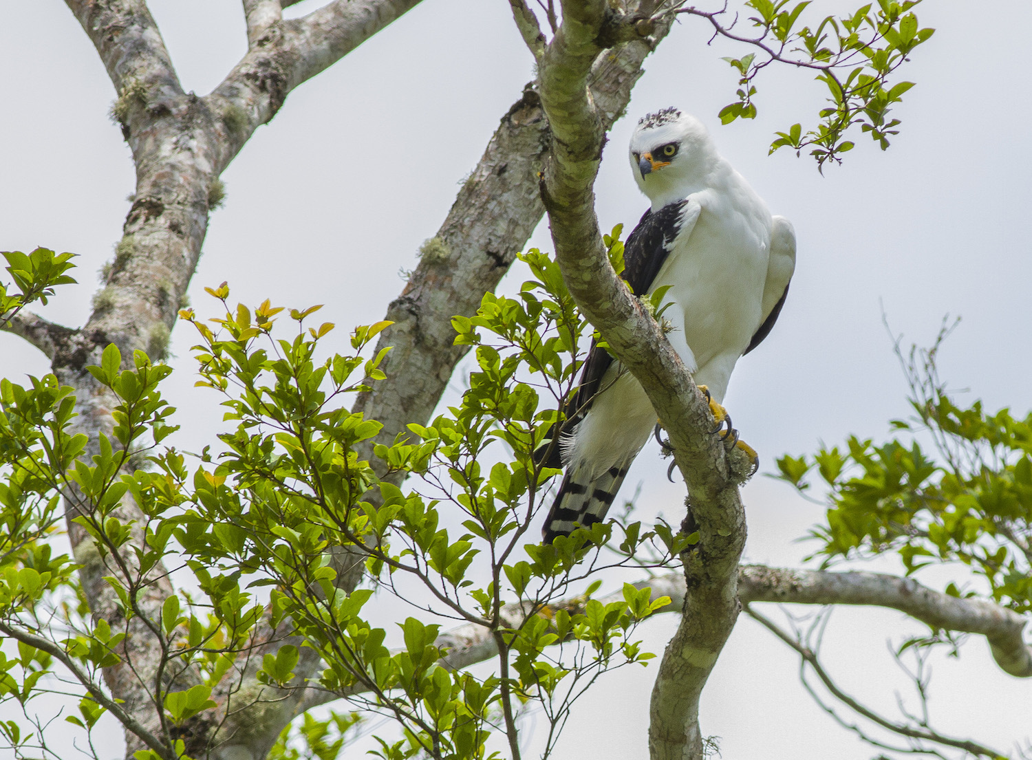 A comprehensive review of the endangered Black-and-chestnut Eagle ...