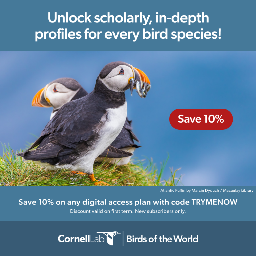 Field Identification - Great Shortwing - Heinrichia calligyna - Birds ...