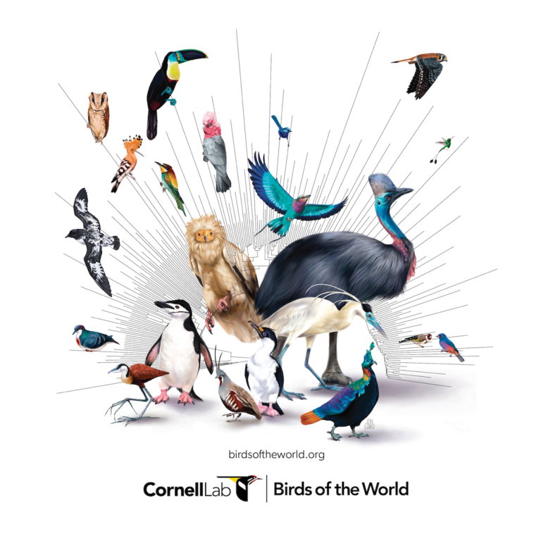 Birds of the World - Cornell Lab of Ornithology