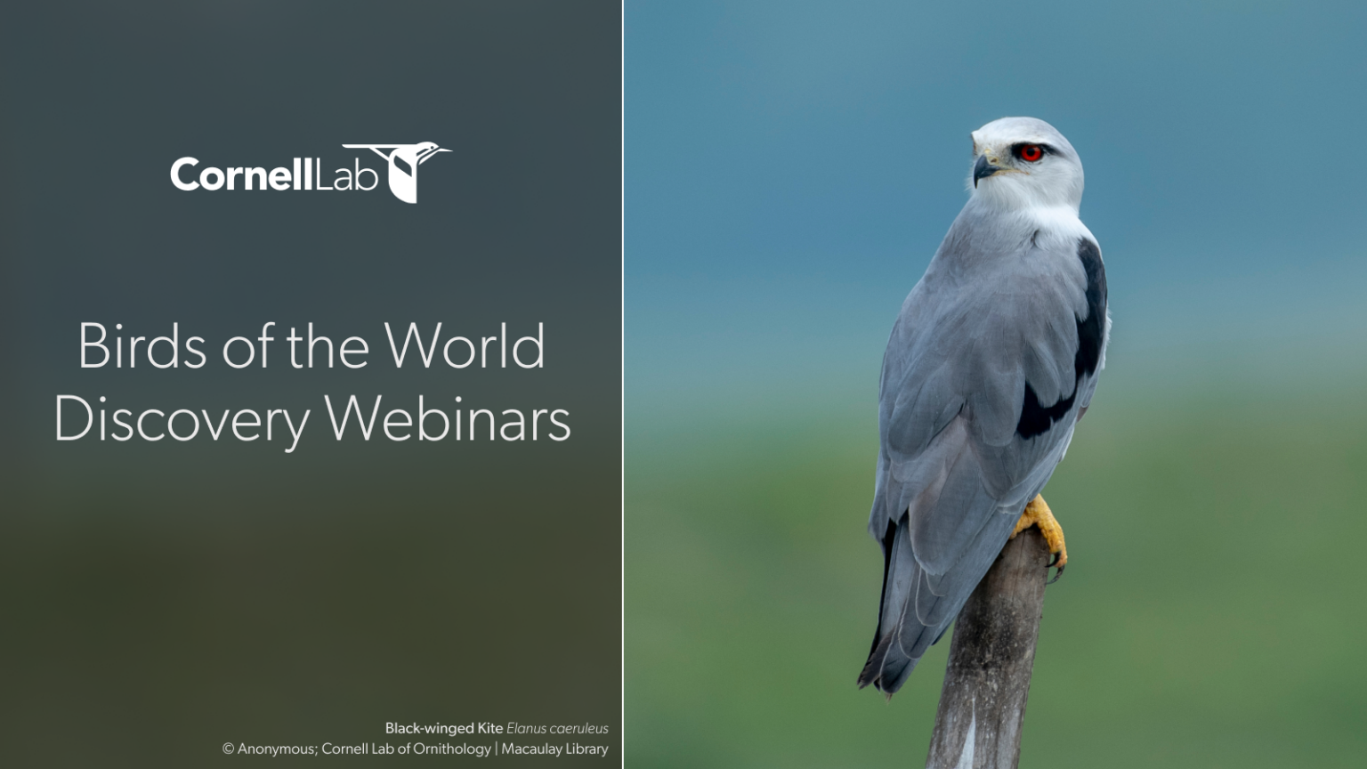 Birds of the World - Cornell Lab of Ornithology