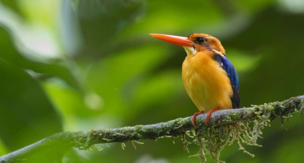 FOUND! Mussau Triller rediscovered in Papua New Guinea - Birds of the World