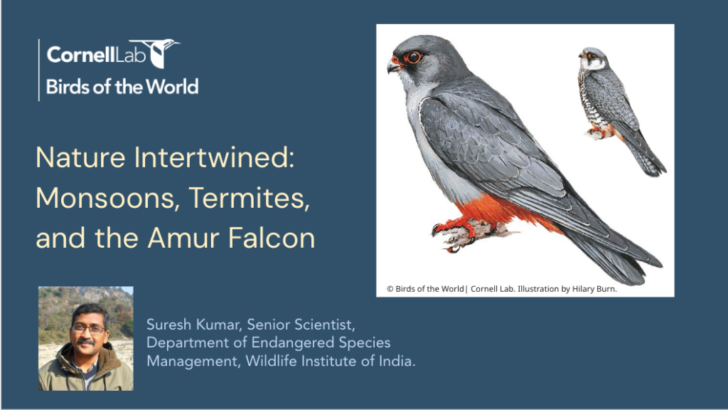 Birds of the World - Cornell Lab of Ornithology