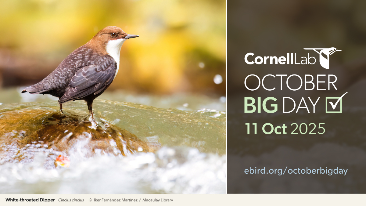 October Big Day—11 Oct 2025 - Birds of the World