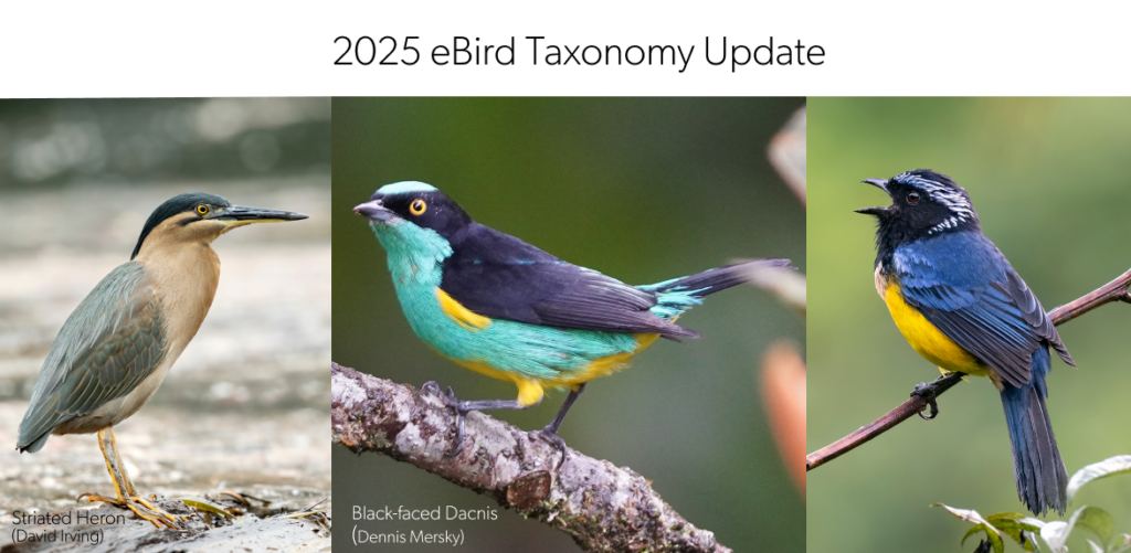 2025 eBird Taxonomic Update - Birds of the World
