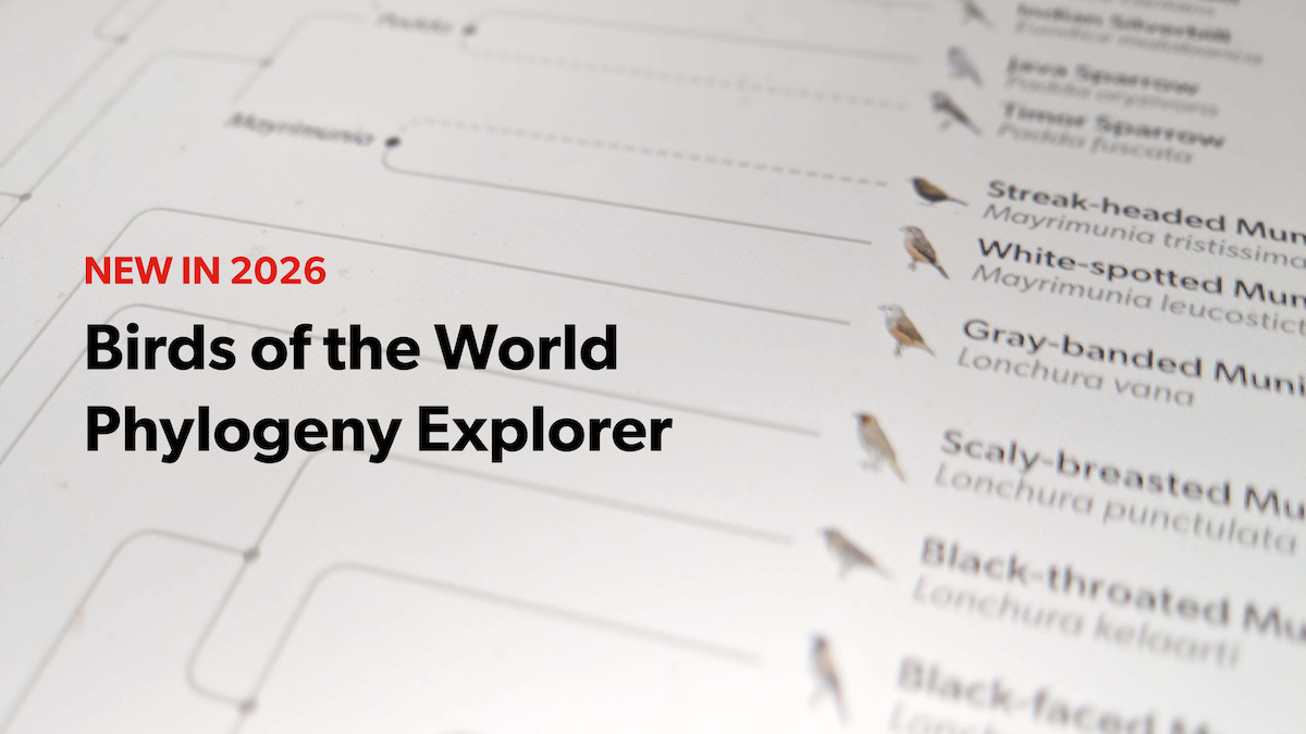 Introducing the Birds of the World Phylogeny Viewer - Birds of the World